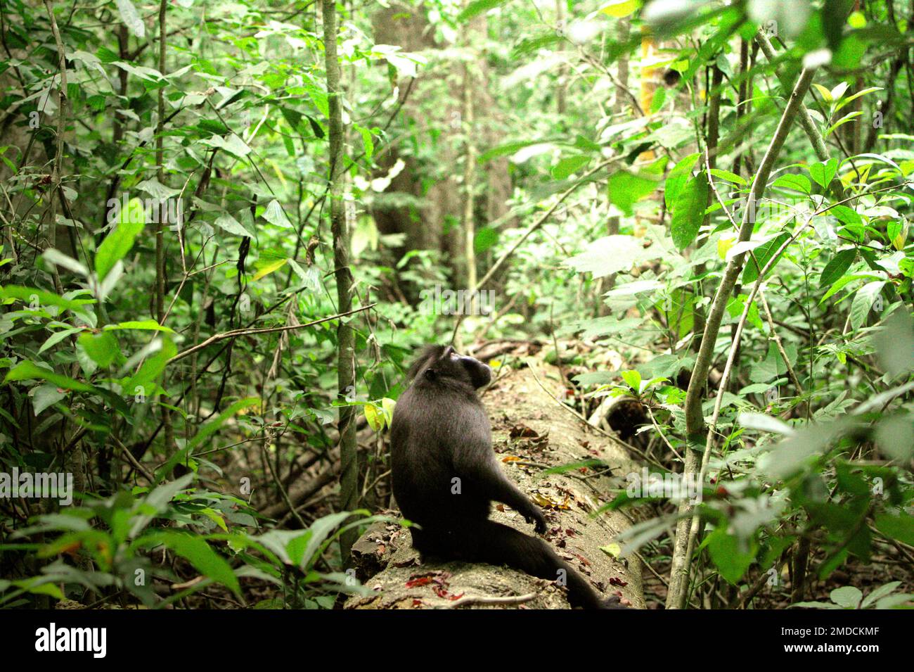 Ein Sulawesi-Schwarzkammmakaken (Macaca nigra) sieht auf einen ...