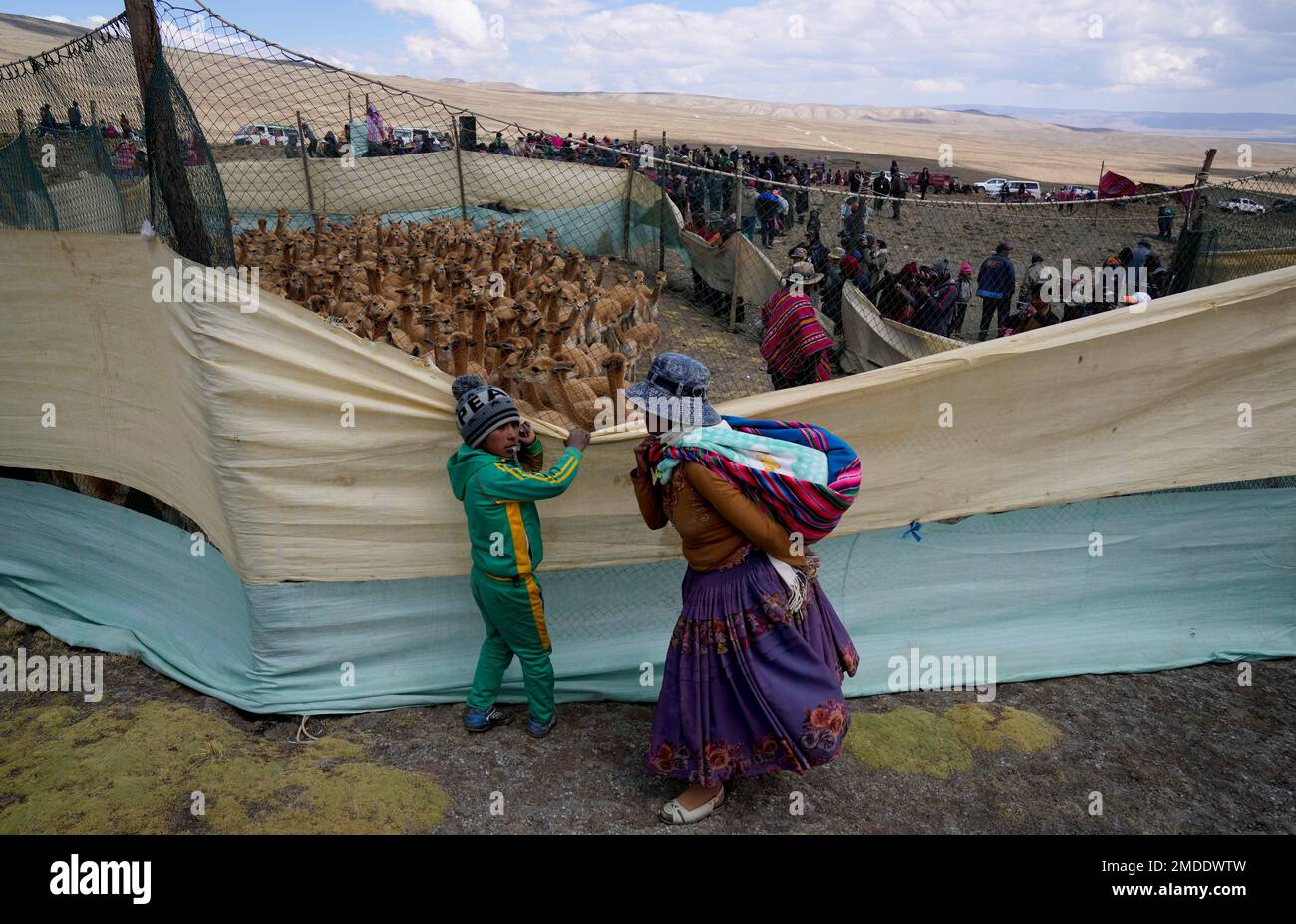 An Aymara Indigenous woman and her son watch wild vicuña being herded ...