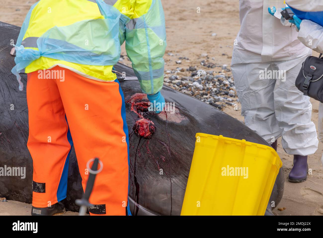 Toter wal am strand -Fotos und -Bildmaterial in hoher Auflösung - Seite 3 - Alamy