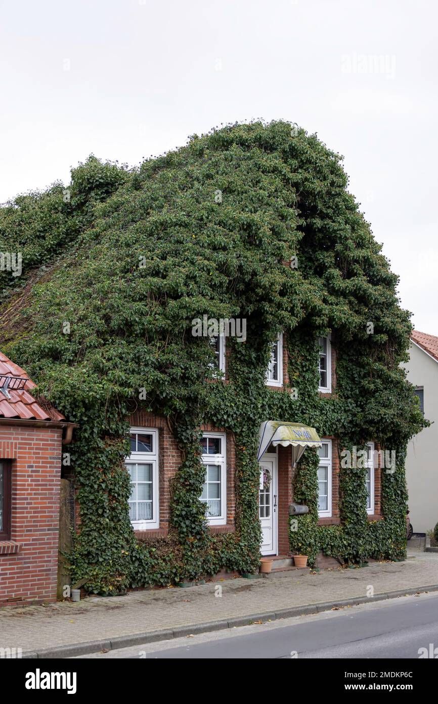 Efeu plattiertes haus -Fotos und -Bildmaterial in hoher Auflösung – Alamy