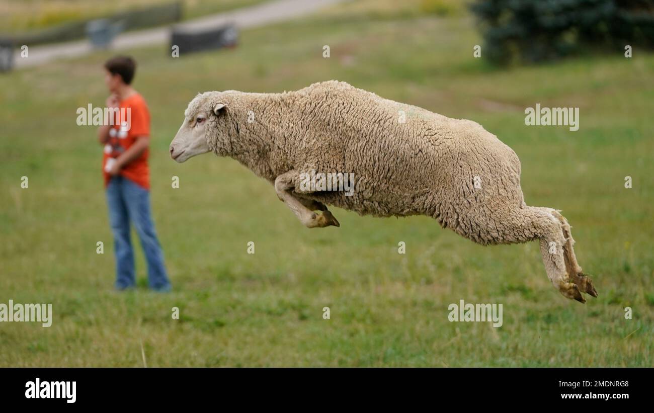 A sheep leaps from a truck for this weekend's annual Soldier Hollow ...