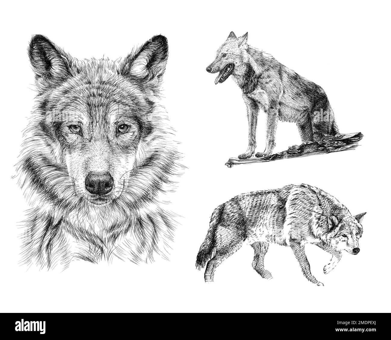 Wolf zeichnung umriss -Fotos und -Bildmaterial in hoher Auflösung – Alamy