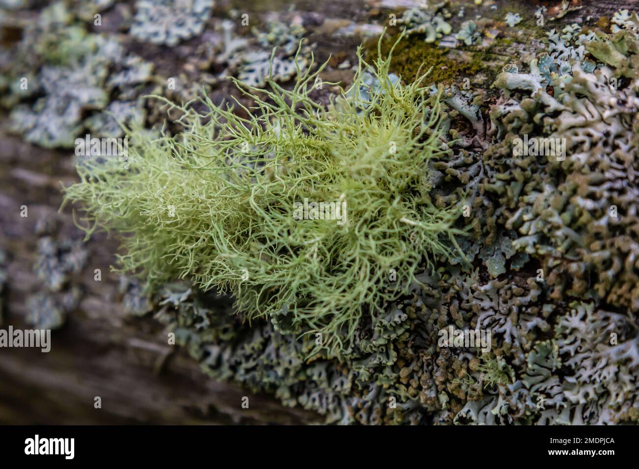 Nahaufnahme von Lichen Usnea Filipendula und einer Parasitenpflanze in ...