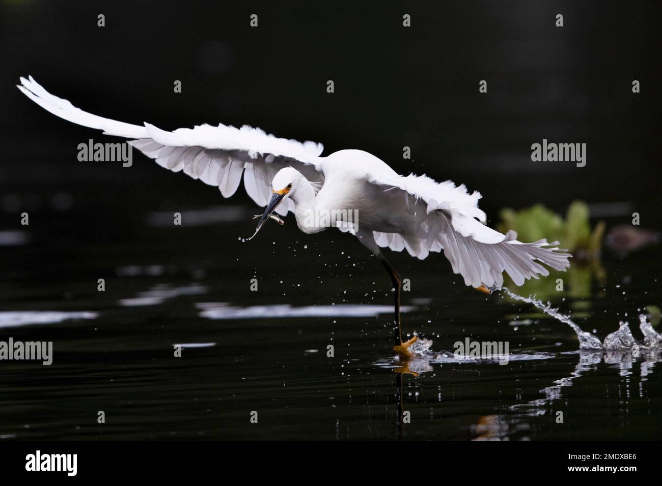 An egret catches a fish in the canals of Xochimilco, Mexico City ...
