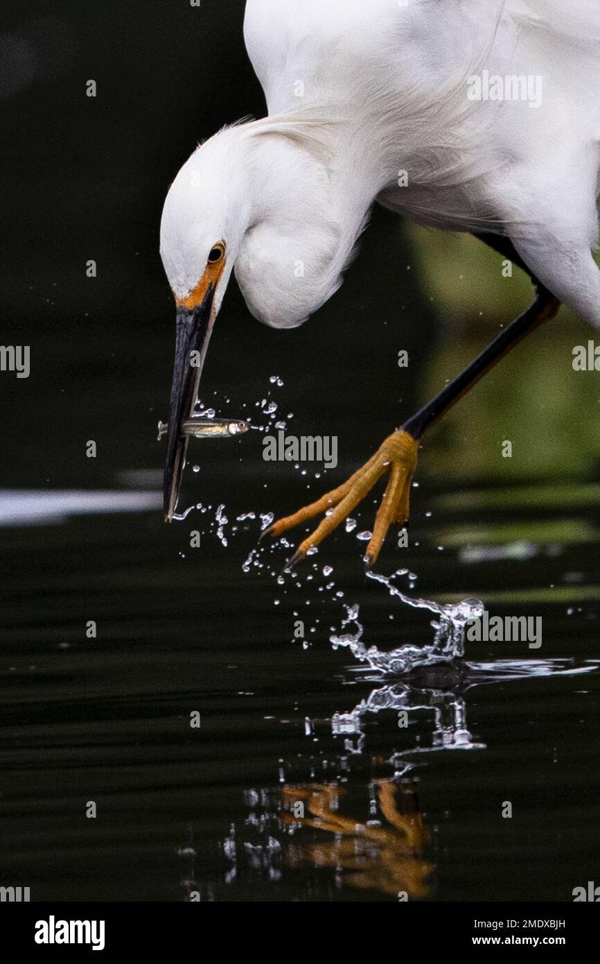 An egret catches a fish in the canals of Xochimilco, Mexico City ...