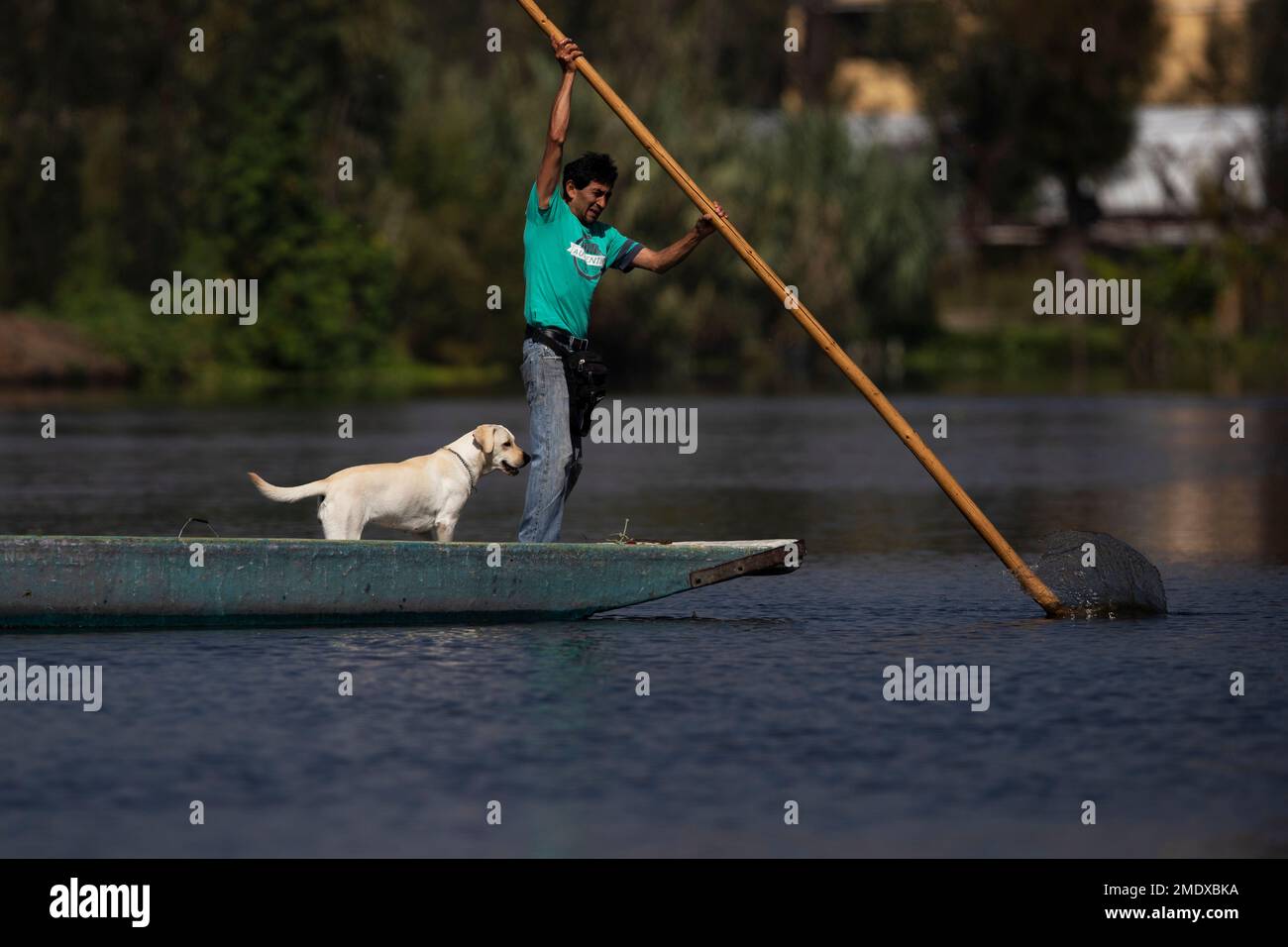 A farmer uses a pole to move his canoe to his floating farm known as ...