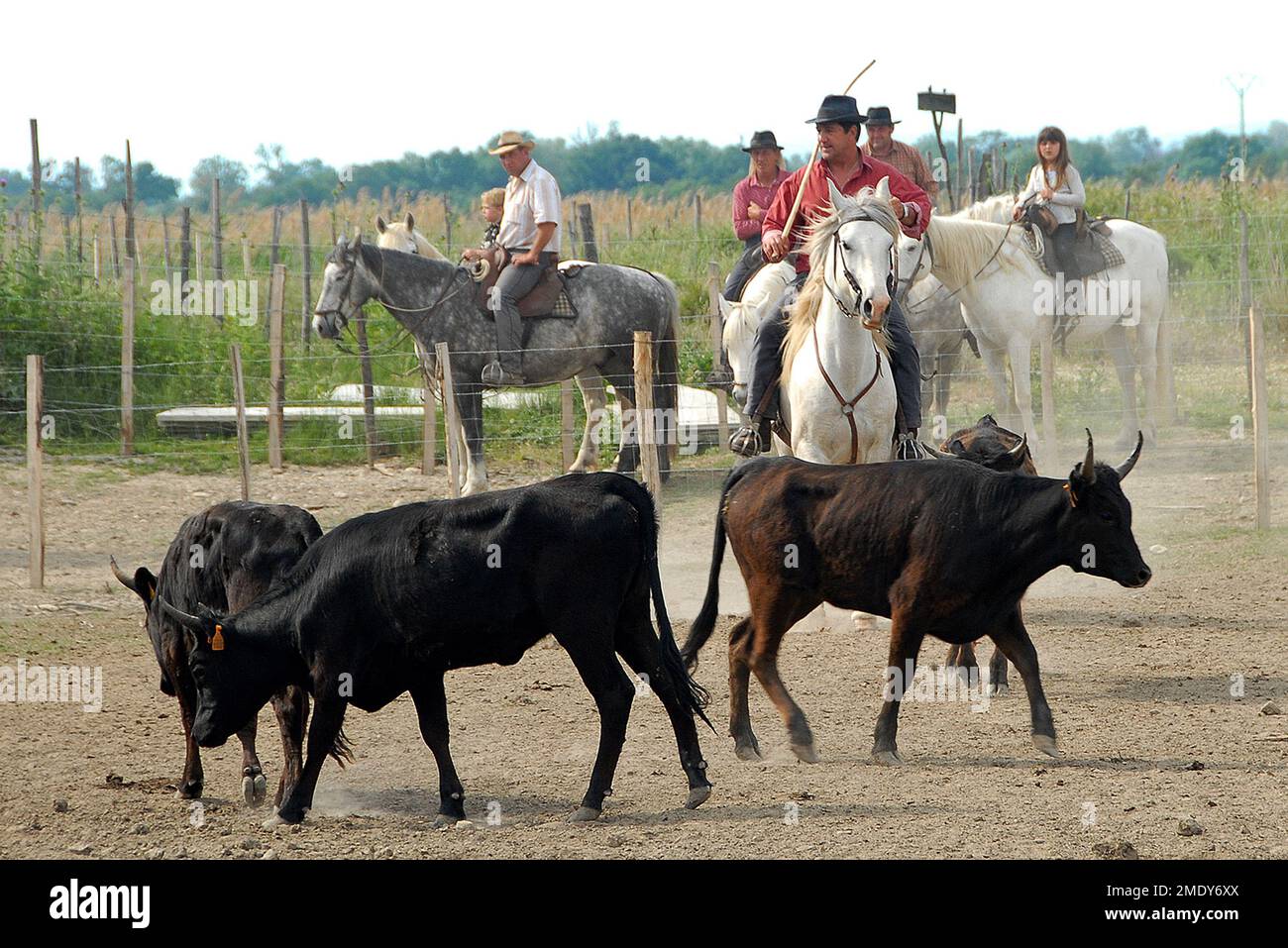 Iris laffon -Fotos und -Bildmaterial in hoher Auflösung – Alamy