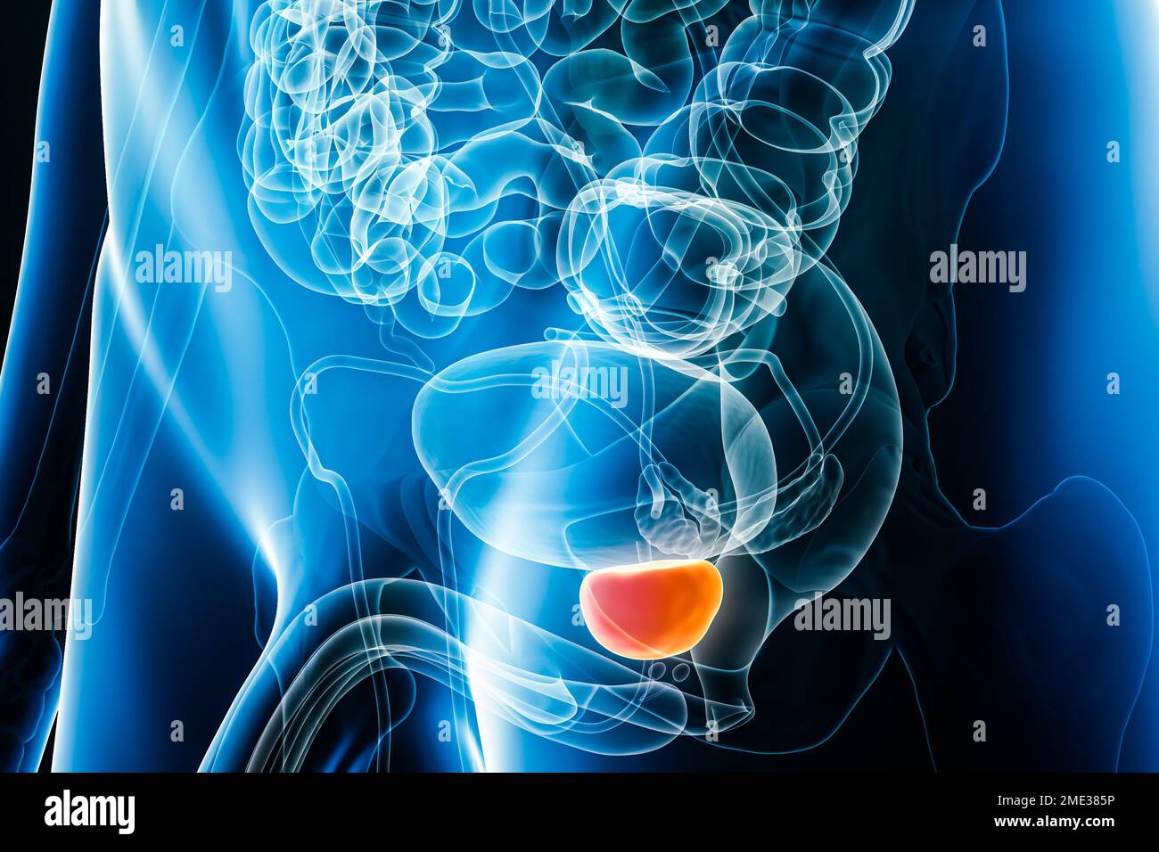 Röntgen-Prostata-Organ-3D-Darstellung mit männlichen Körperkonturen ... Röntgen-Prostata-Organ-3D-Darstellung mit männlichen Körperkonturen ...