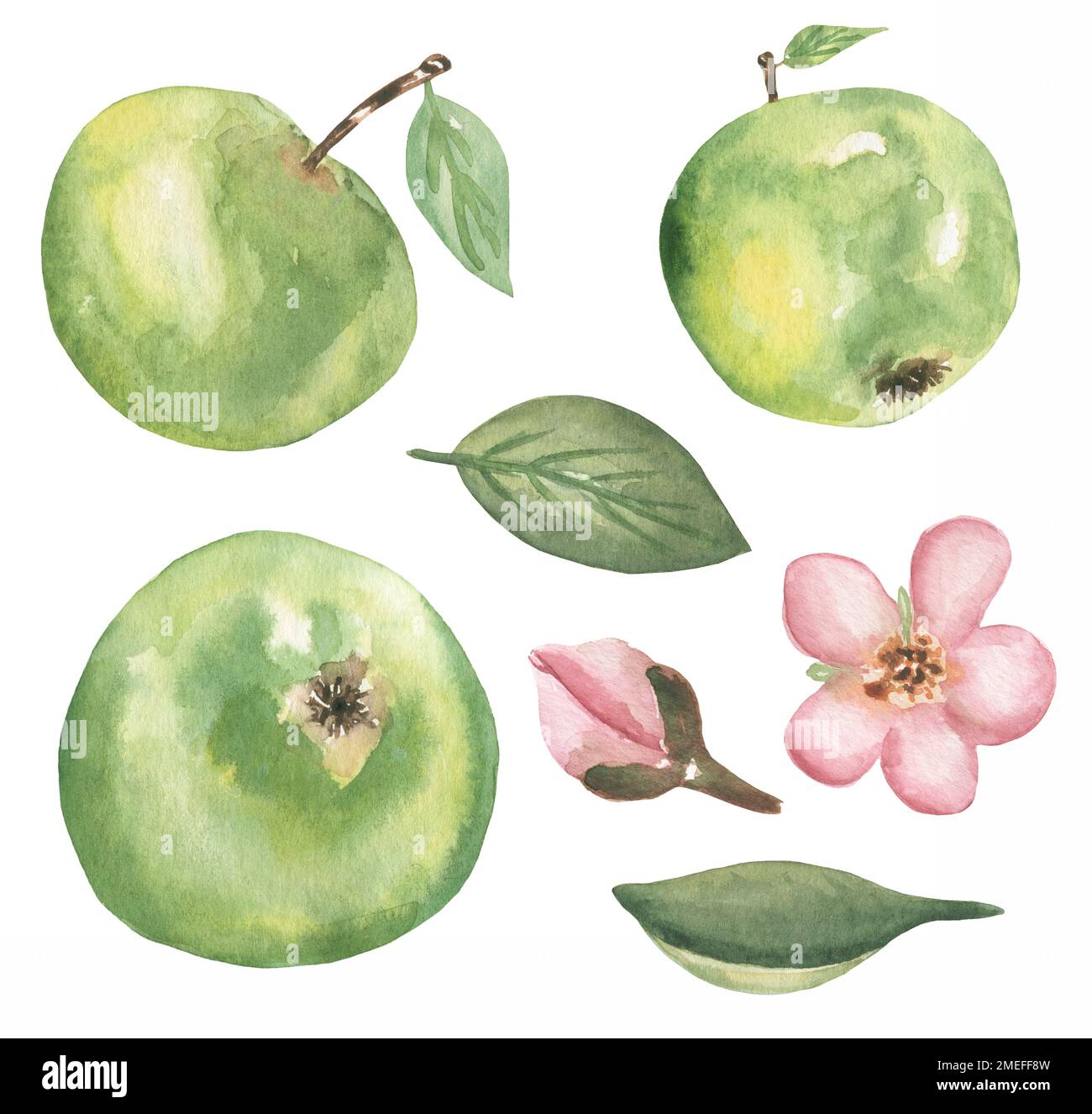 Aquarell, handgezeichneter Apfel Clipart, Illustration grüner Früchte ...