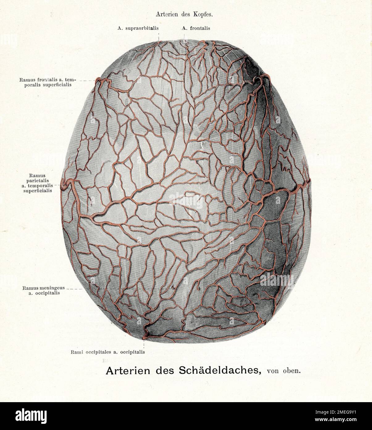 Kraniale anatomie -Fotos und -Bildmaterial in hoher Auflösung – Alamy