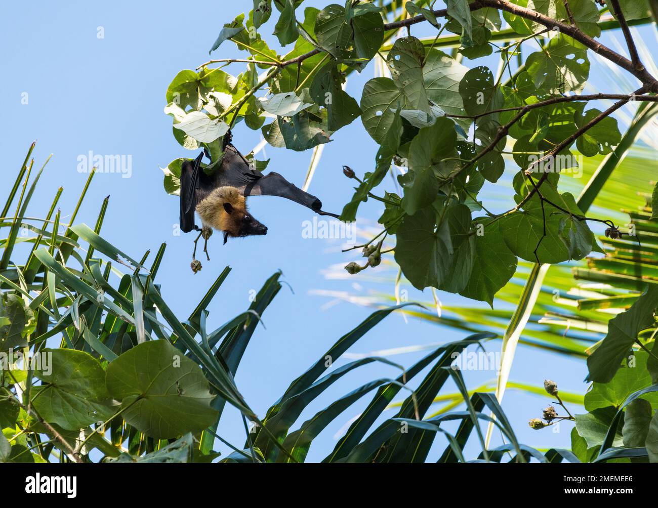 Malediven fruchtfledermaus -Fotos und -Bildmaterial in hoher Auflösung ...