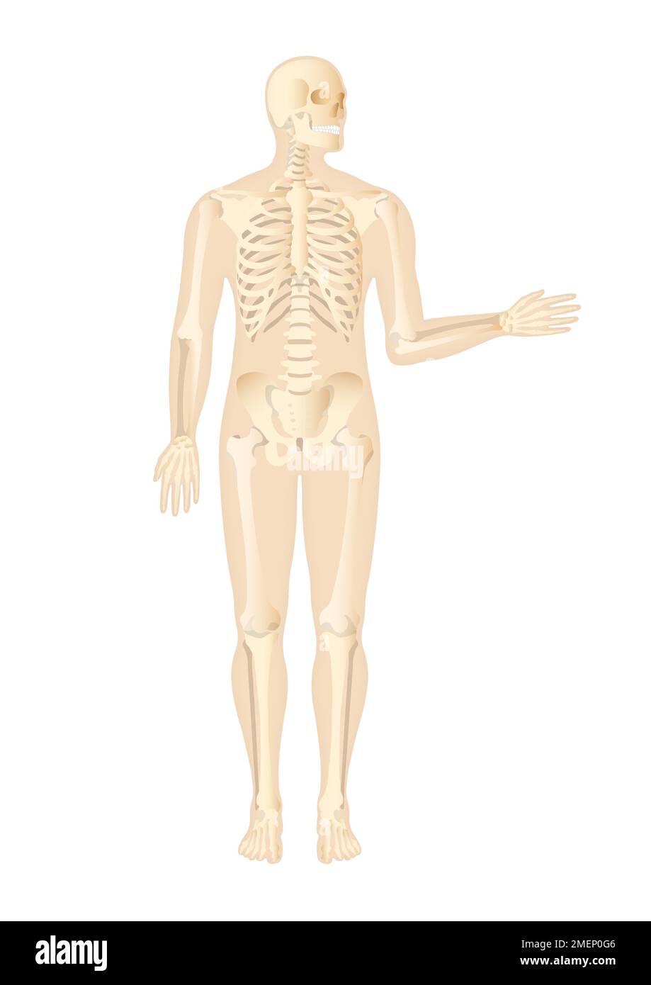 Anatomía de los músculos de la pelvis Ausgeschnittene Stockfotos und ...