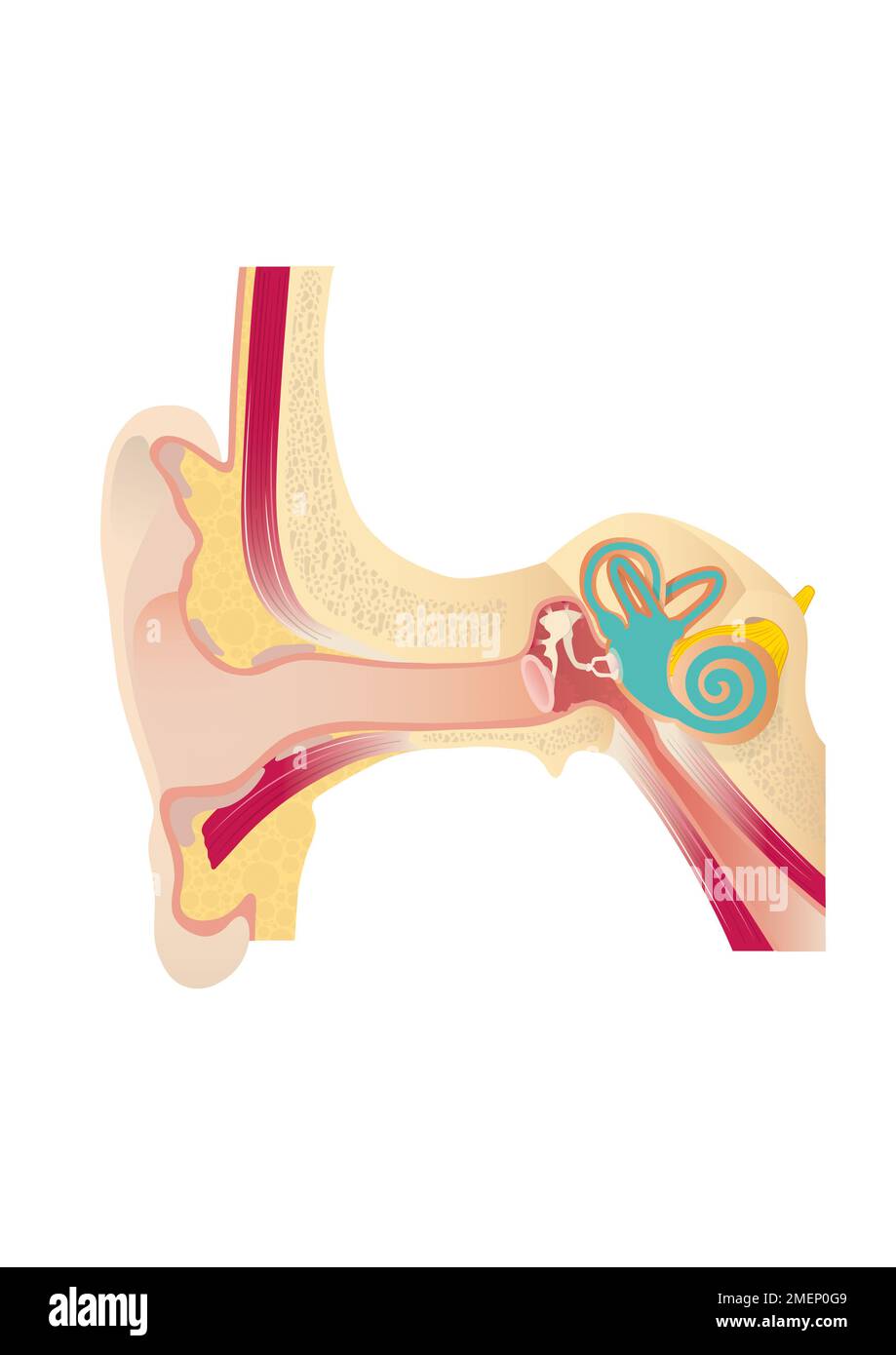 Ohr anatomie Ausgeschnittene Stockfotos und -bilder - Alamy
