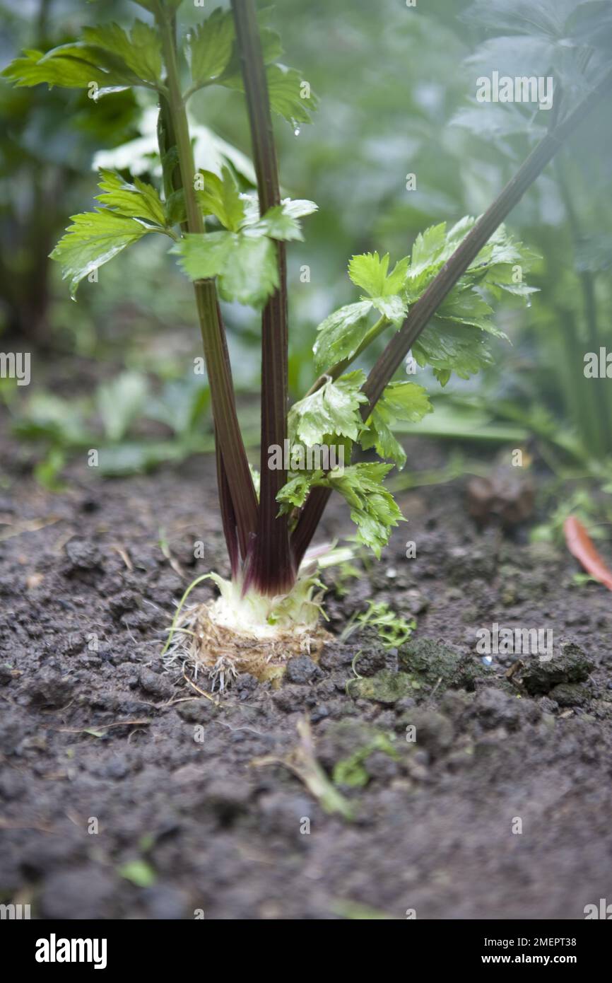 Knollensellerie beet garten -Fotos und -Bildmaterial in hoher Auflösung ...