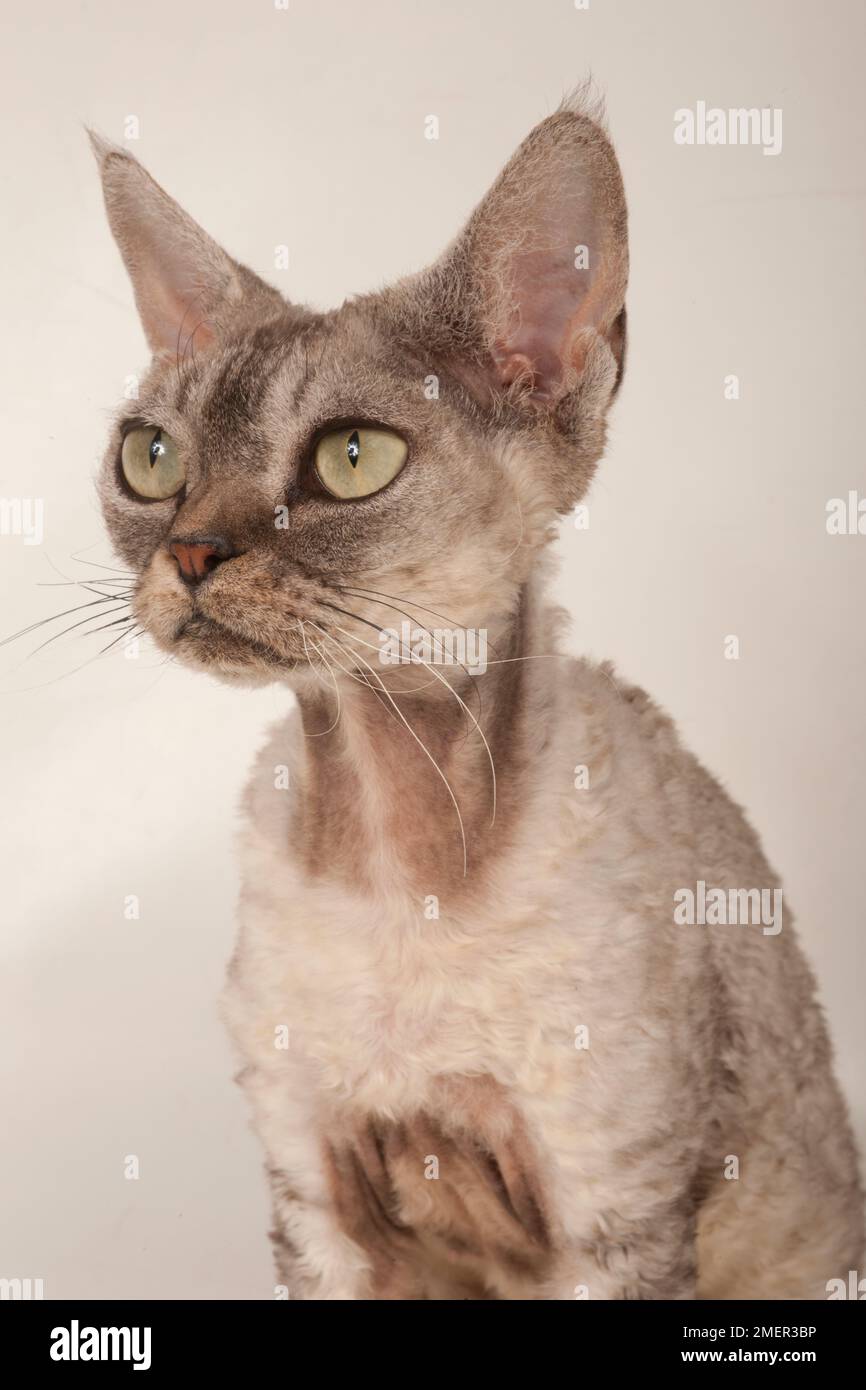 Rex katze -Fotos und -Bildmaterial in hoher Auflösung – Alamy