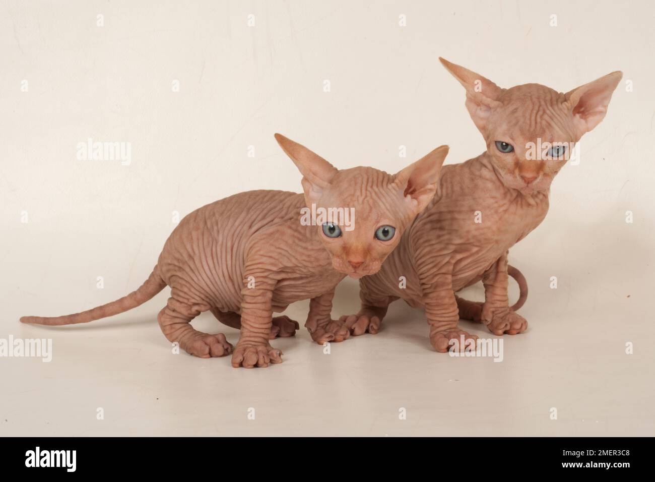 Sphynx cats -Fotos und -Bildmaterial in hoher Auflösung – Alamy