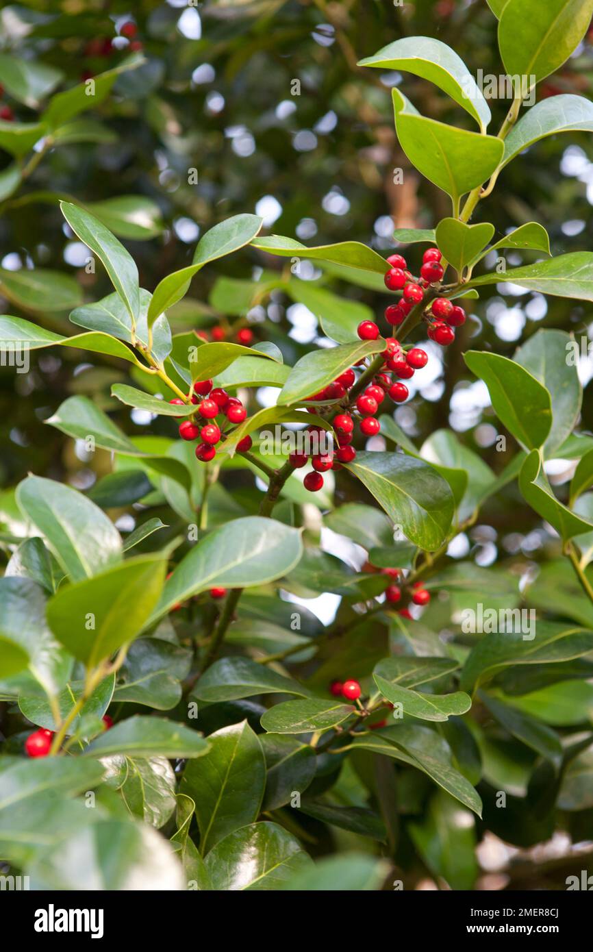 English holly -Fotos und -Bildmaterial in hoher Auflösung – Alamy