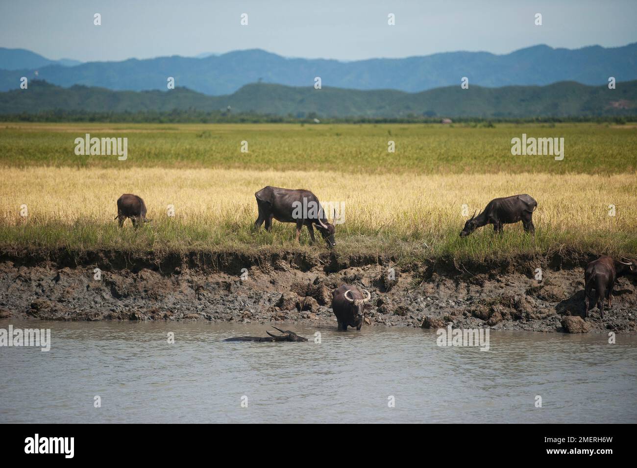 Fauna selvatica del myanmar -Fotos und -Bildmaterial in hoher Auflösung ...