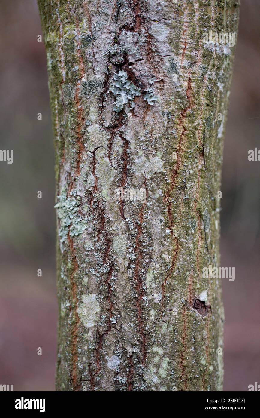 Acer rufinerve rinde -Fotos und -Bildmaterial in hoher Auflösung – Alamy