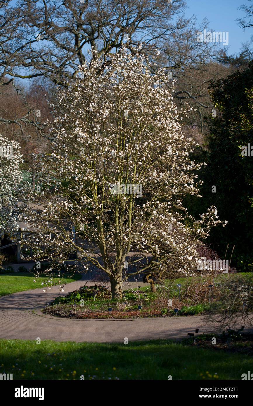 Magnolia salicifolia wadas memory -Fotos und -Bildmaterial in hoher Auflösung – Alamy