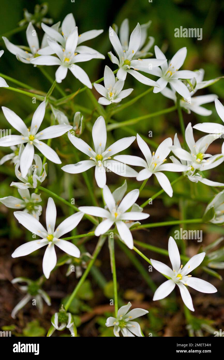 Drooping star of bethlehem -Fotos und -Bildmaterial in hoher Auflösung – Alamy