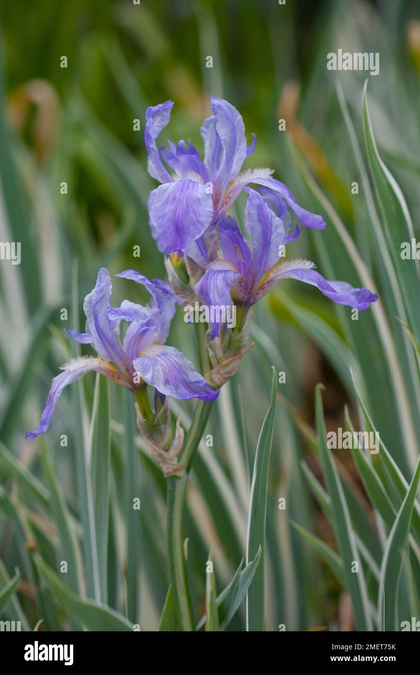 Iris pallida argentea variegata -Fotos und -Bildmaterial in hoher ...