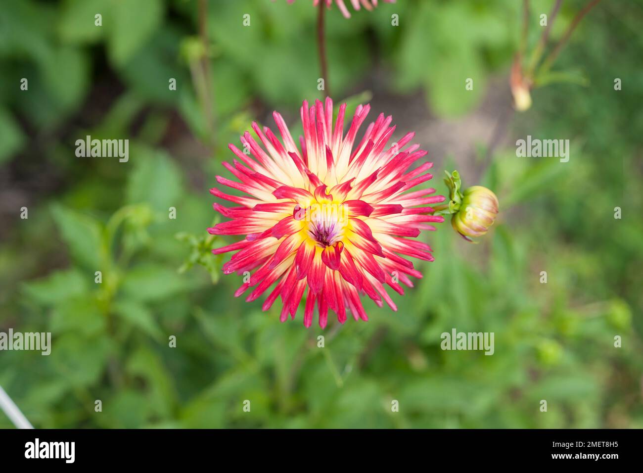 Spanischer tänzer -Fotos und -Bildmaterial in hoher Auflösung – Alamy