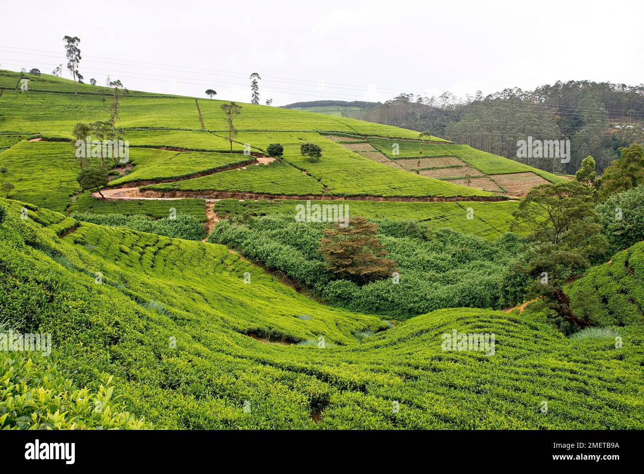 Sri lanka tea estate -Fotos und -Bildmaterial in hoher Auflösung – Alamy