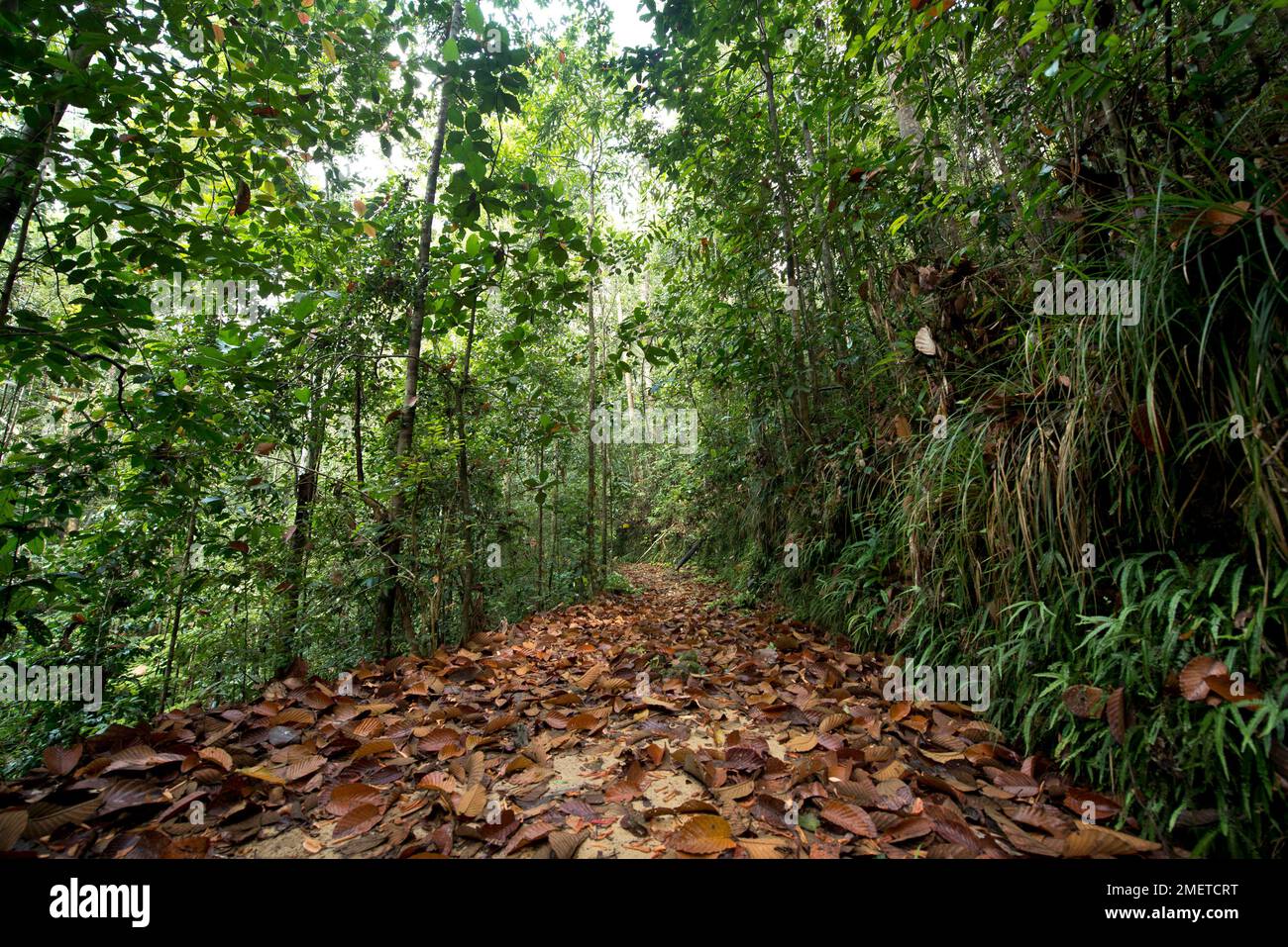 Kottawa regenwald -Fotos und -Bildmaterial in hoher Auflösung – Alamy
