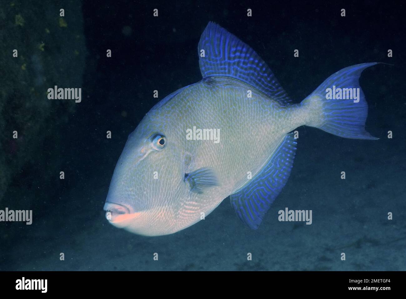 Grauer Triggerfisch (Balistes capriscus) Triggerfisch (Balistes ...