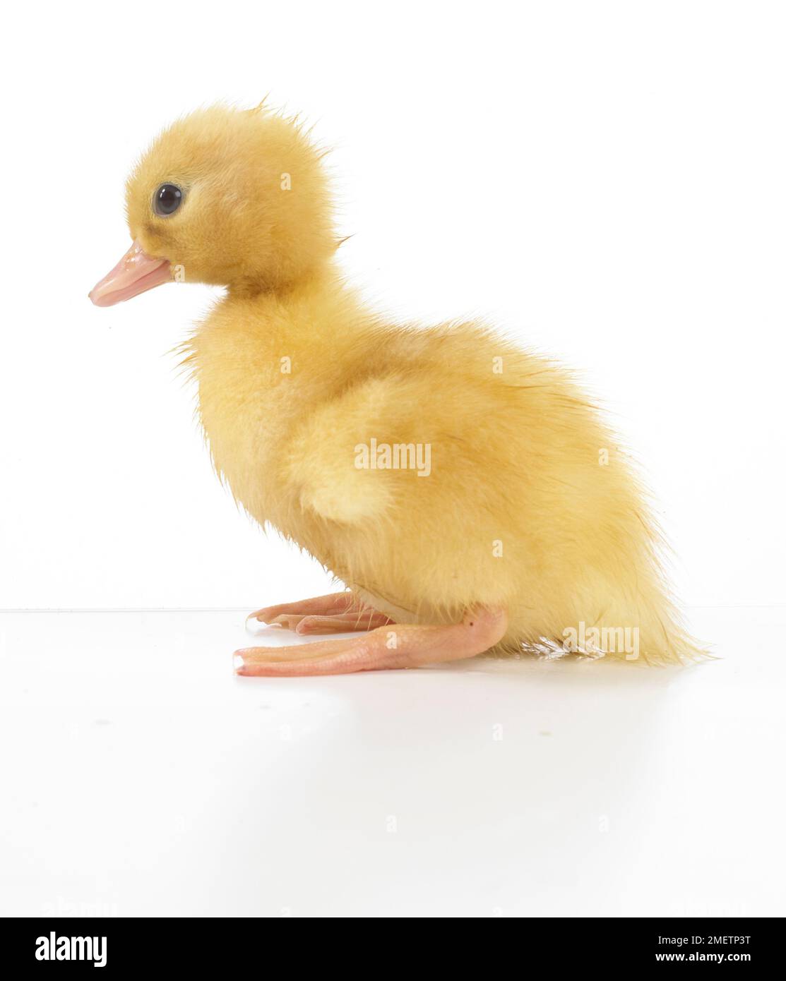 Gelbes entlein -Fotos und -Bildmaterial in hoher Auflösung – Alamy