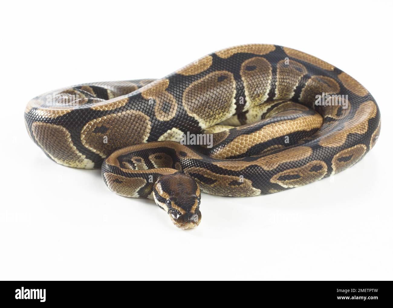 Royal python python regius -Fotos und -Bildmaterial in hoher Auflösung ...