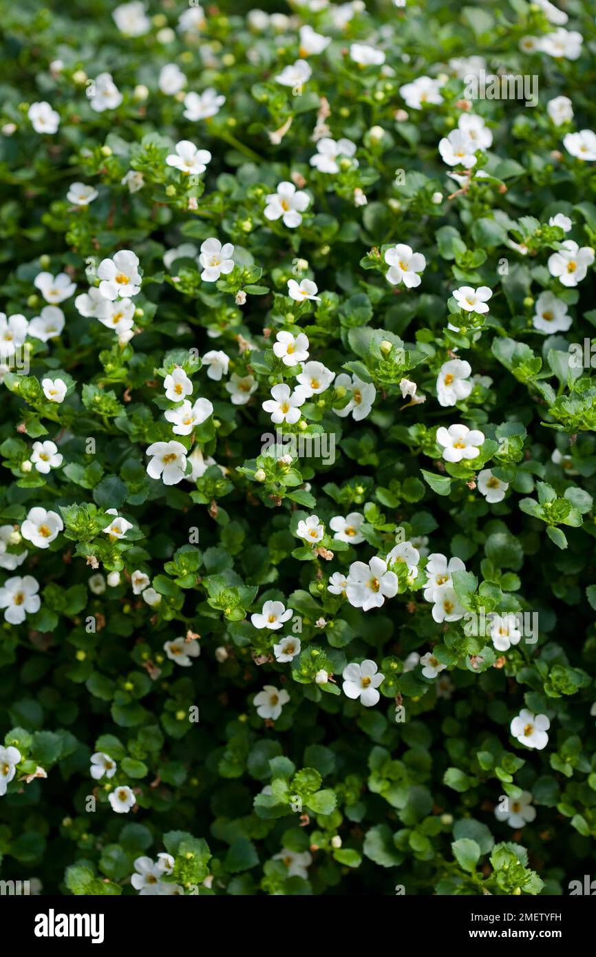 Planta de bacopa -Fotos und -Bildmaterial in hoher Auflösung – Alamy