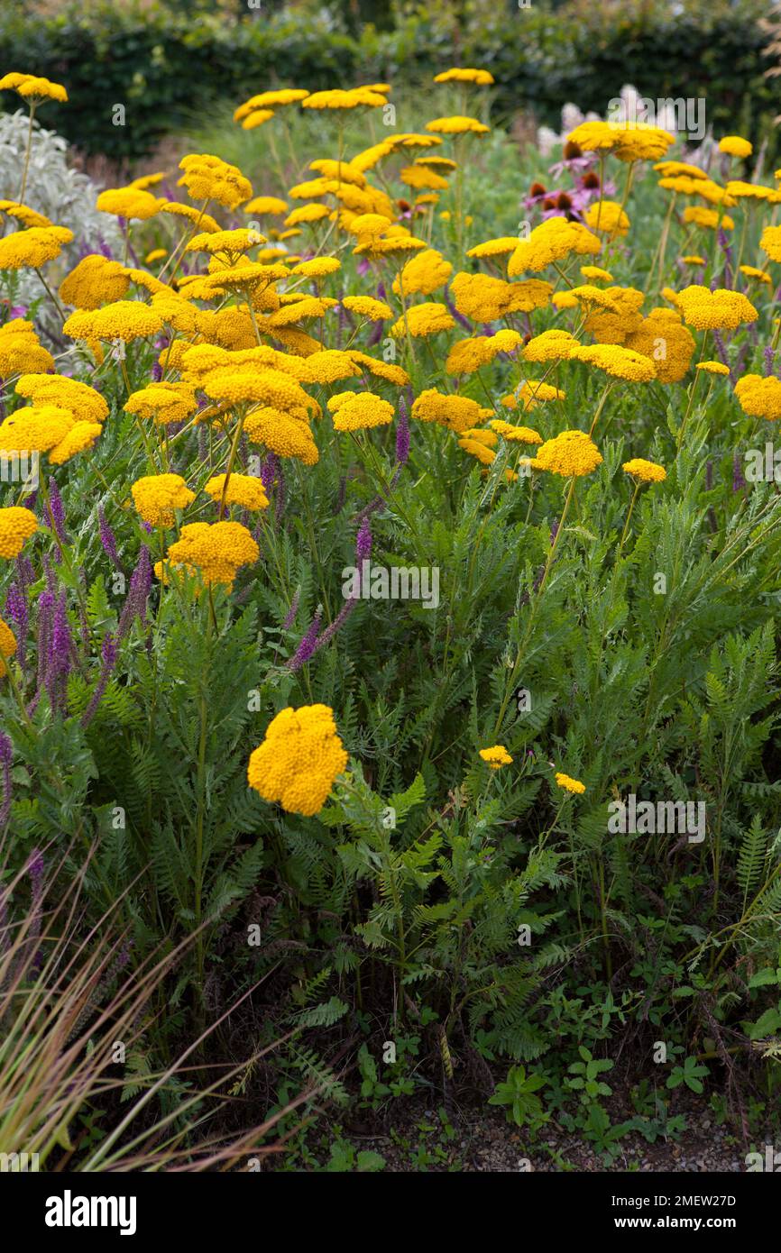 Achillea coronation gold -Fotos und -Bildmaterial in hoher Auflösung ...