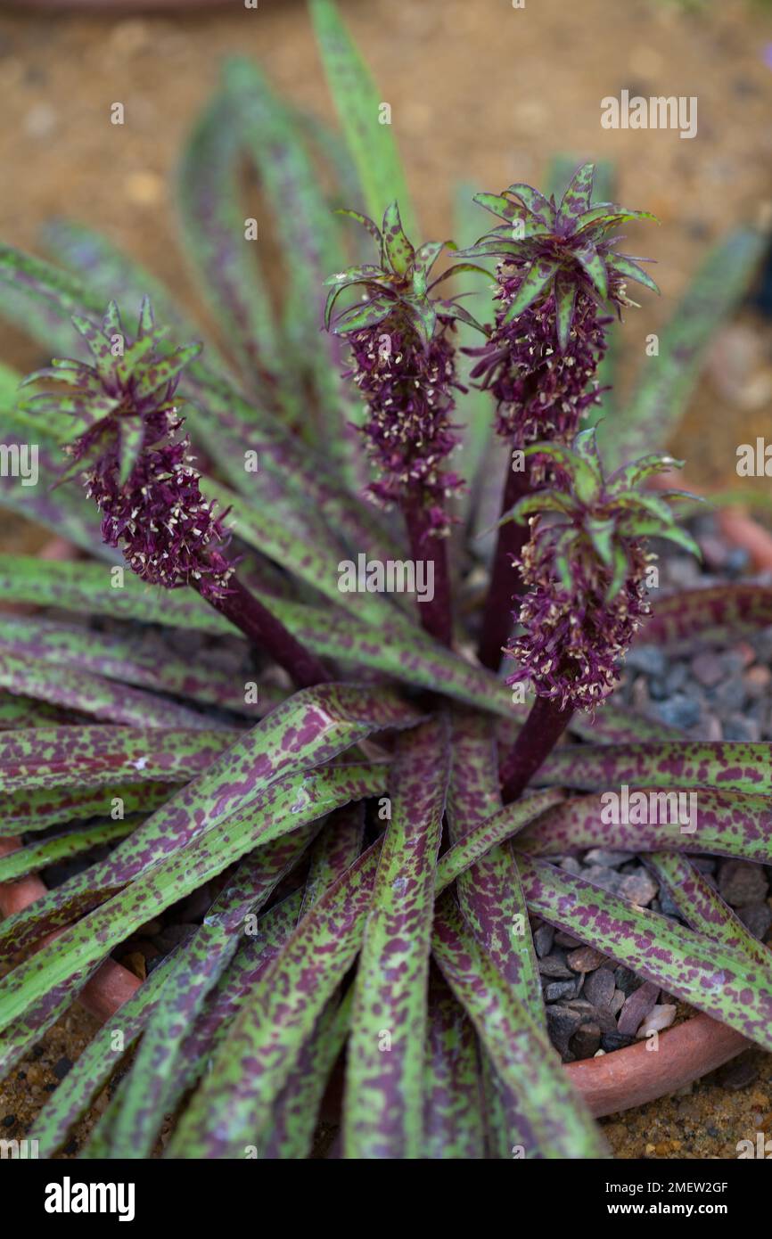 Eucomis vandermerwei -Fotos und -Bildmaterial in hoher Auflösung – Alamy