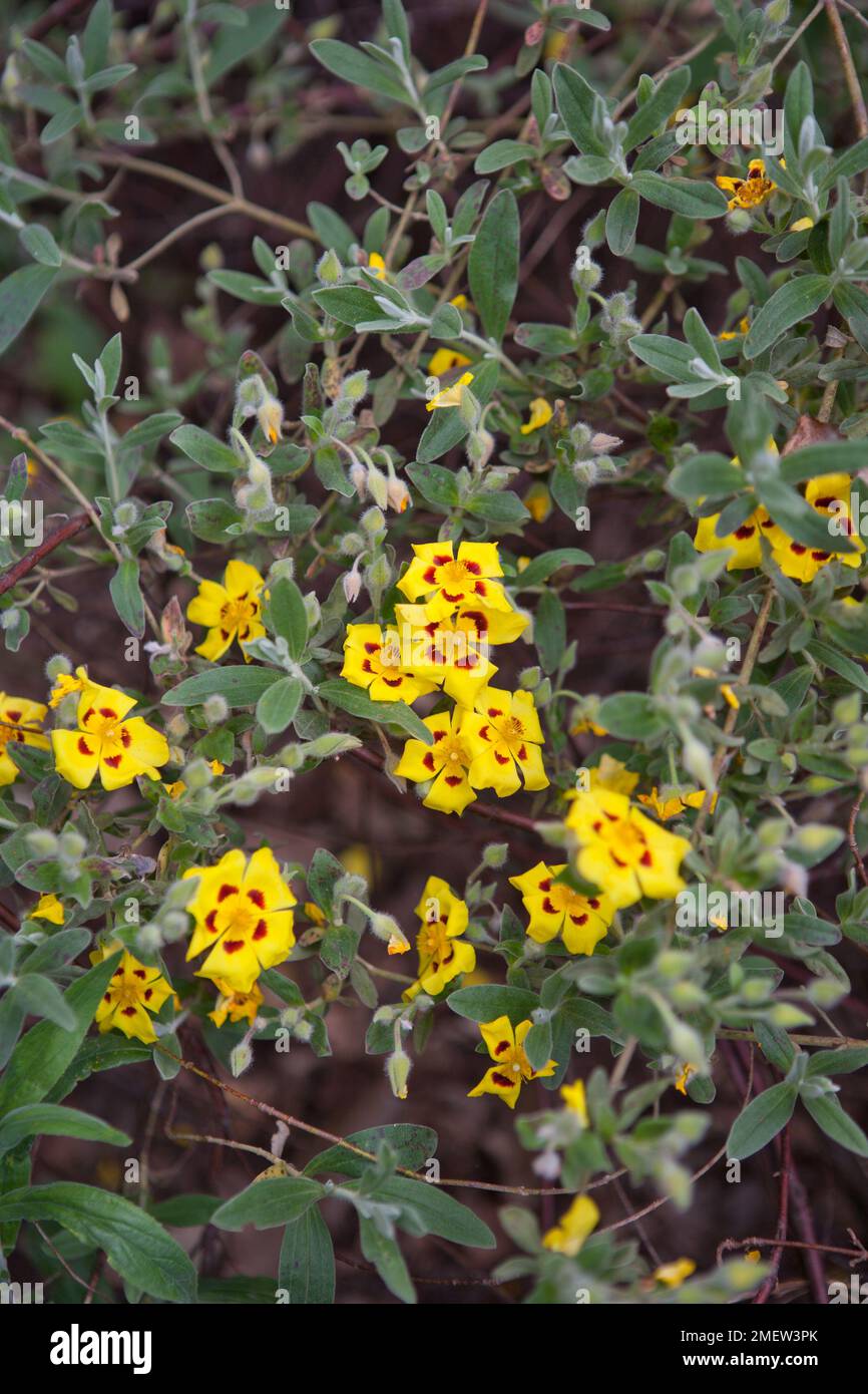 Halimium lasianthum subsp formosum -Fotos und -Bildmaterial in hoher ...