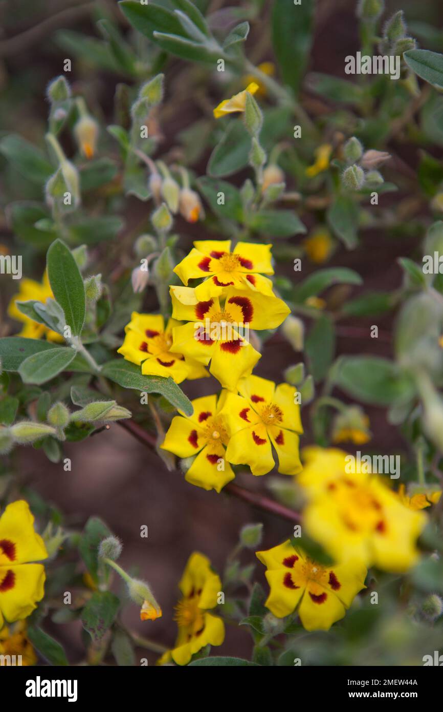 Halimium lasianthum subsp formosum -Fotos und -Bildmaterial in hoher ...