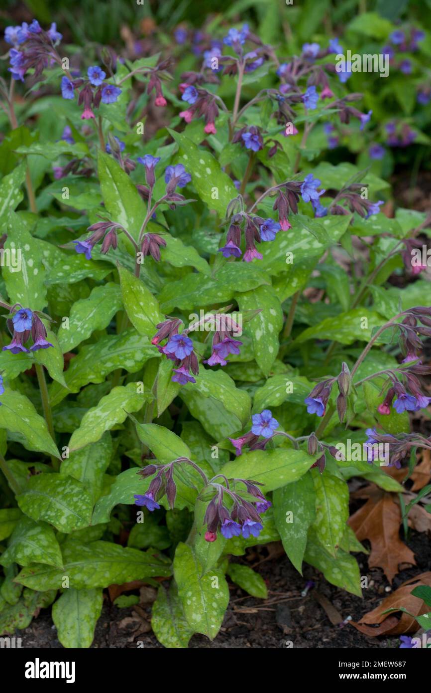 Roy davidson -Fotos und -Bildmaterial in hoher Auflösung – Alamy