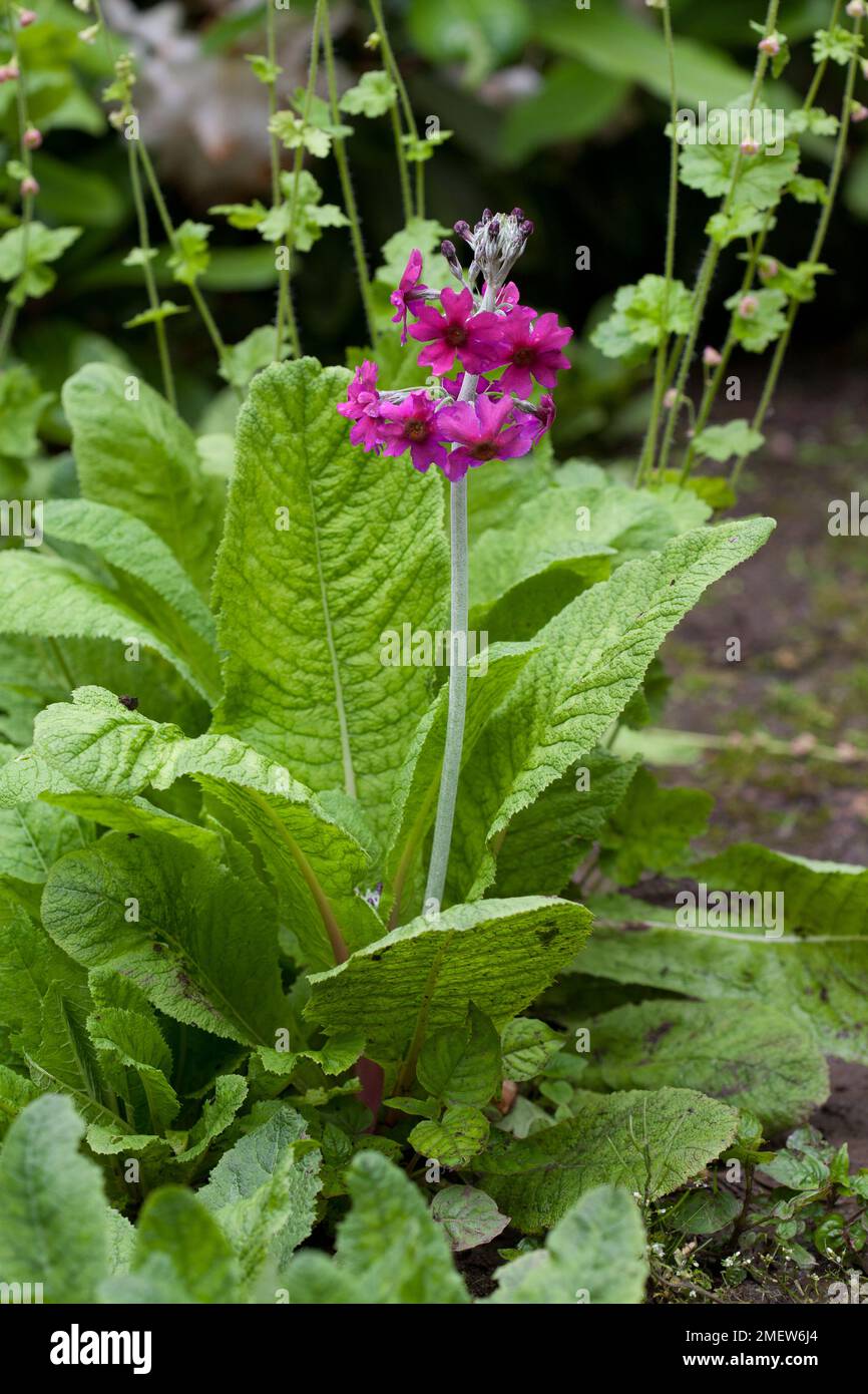 Primula chungensis -Fotos und -Bildmaterial in hoher Auflösung – Alamy
