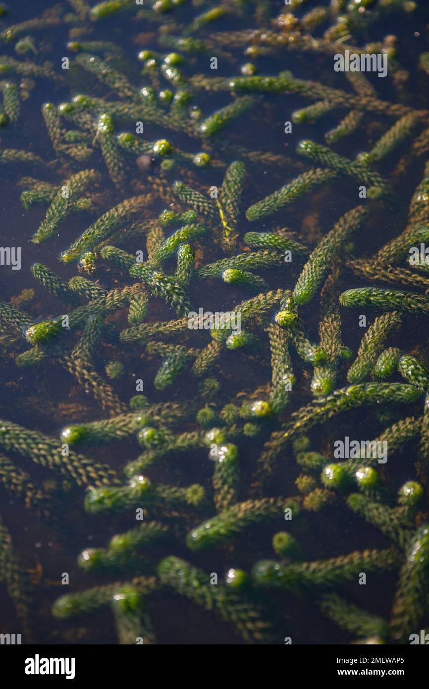 Elodea close -Fotos und -Bildmaterial in hoher Auflösung – Alamy