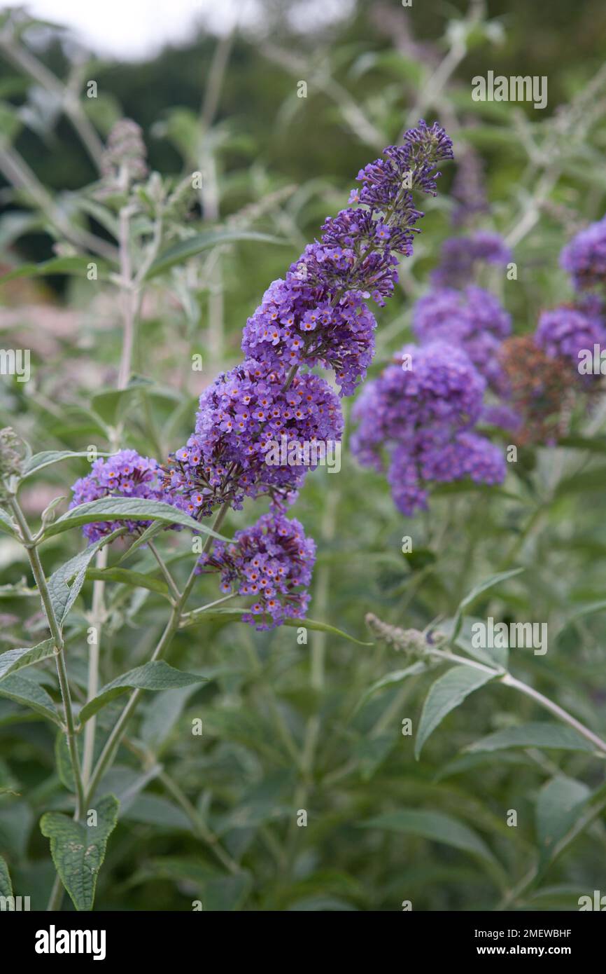 Purple buddleja davidii -Fotos und -Bildmaterial in hoher Auflösung – Alamy