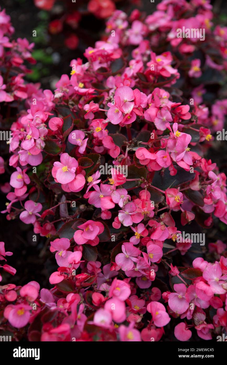 Neon rose -Fotos und -Bildmaterial in hoher Auflösung – Alamy