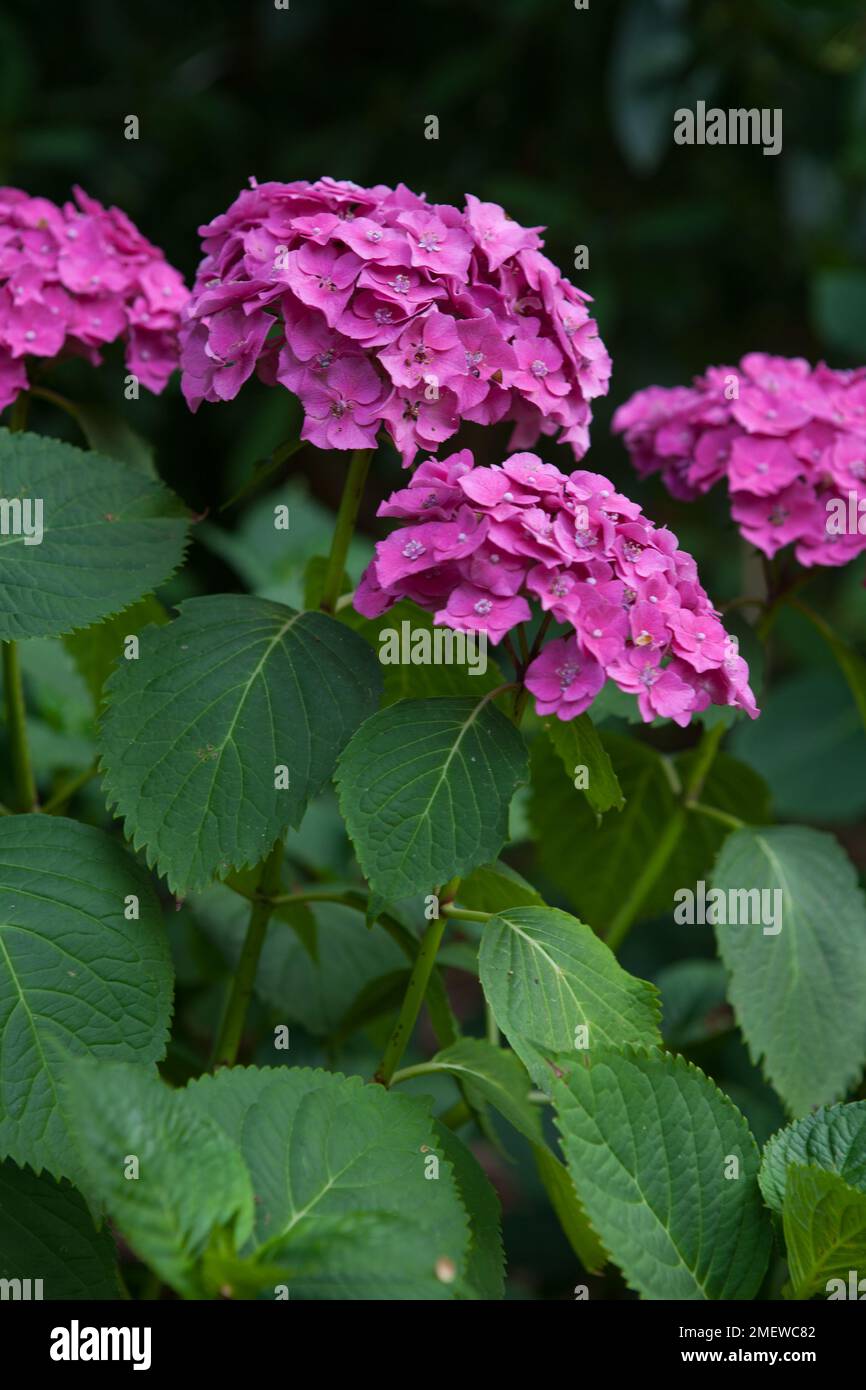 Queen elizabeth botanical garden -Fotos und -Bildmaterial in hoher Auflösung – Alamy