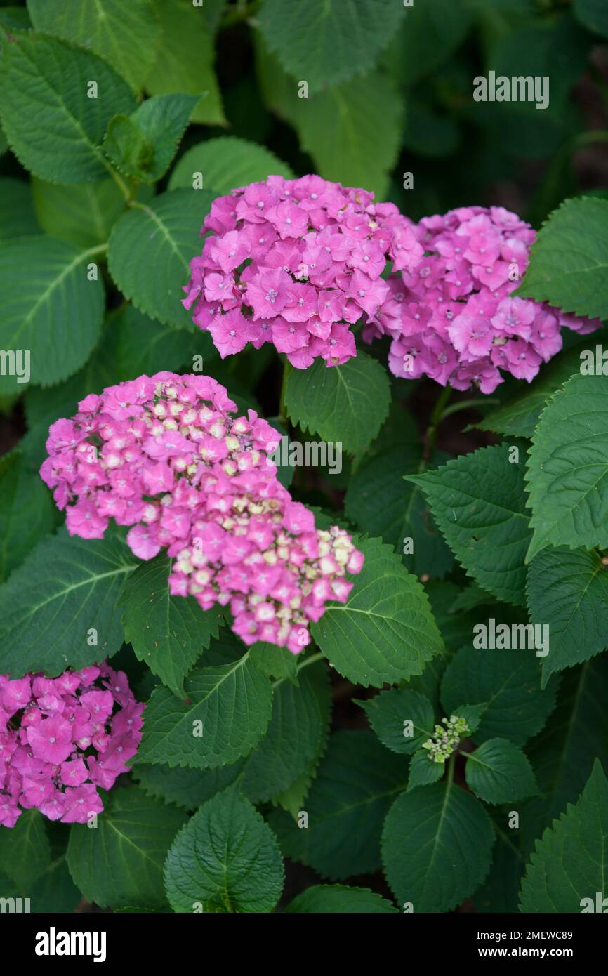 Queen elizabeth botanical garden -Fotos und -Bildmaterial in hoher ...