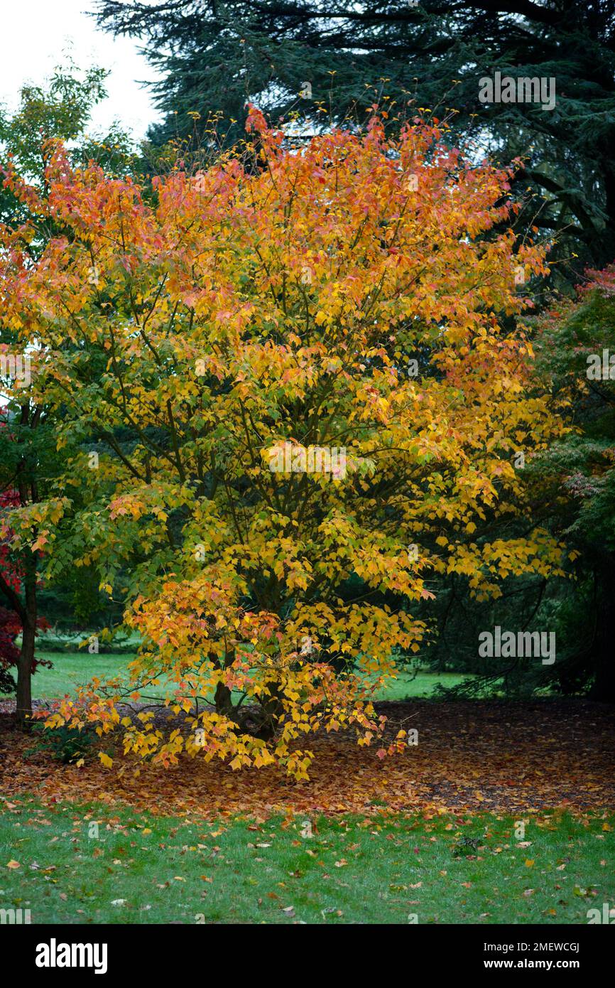 Acer rufinerve -Fotos und -Bildmaterial in hoher Auflösung – Alamy