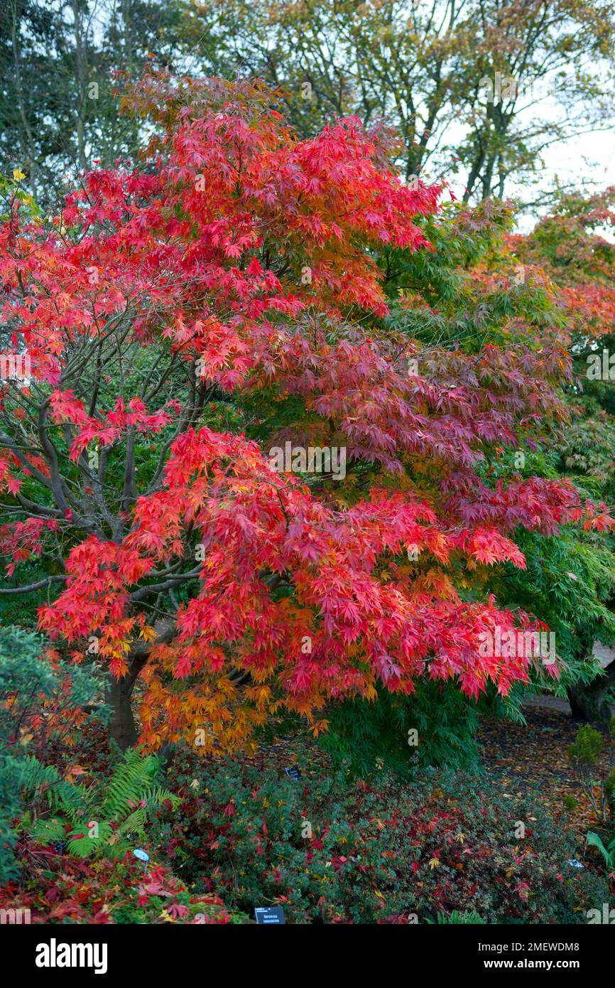 Acer rufinerve -Fotos und -Bildmaterial in hoher Auflösung – Alamy