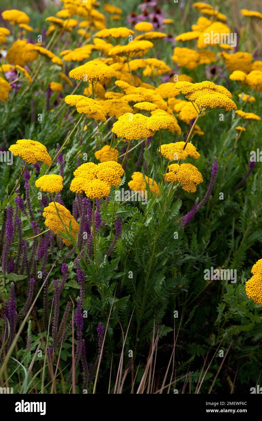 Coronation garden -Fotos und -Bildmaterial in hoher Auflösung – Alamy