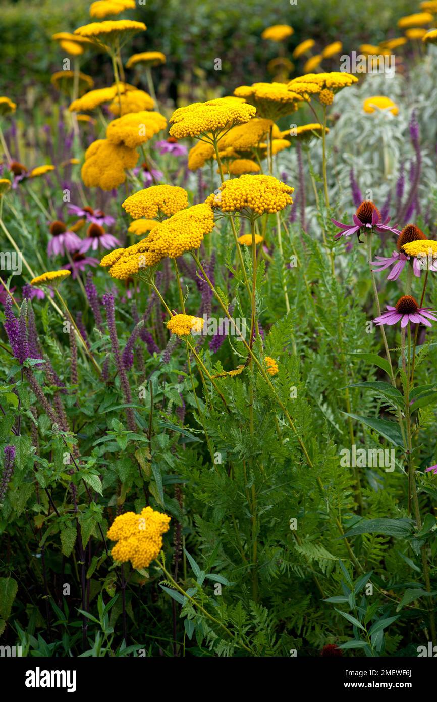 Achillea coronation gold -Fotos und -Bildmaterial in hoher Auflösung ...
