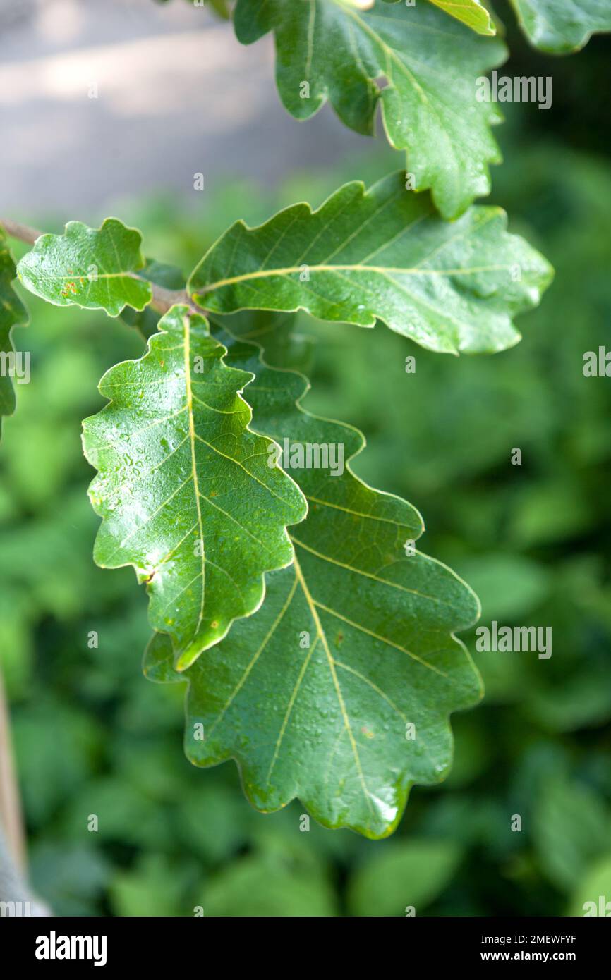 Quercus dentata -Fotos und -Bildmaterial in hoher Auflösung – Alamy