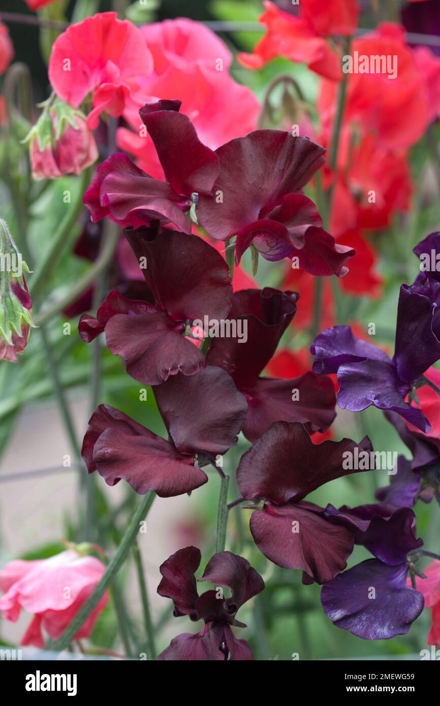 Sdg 1 -Fotos und -Bildmaterial in hoher Auflösung – Alamy